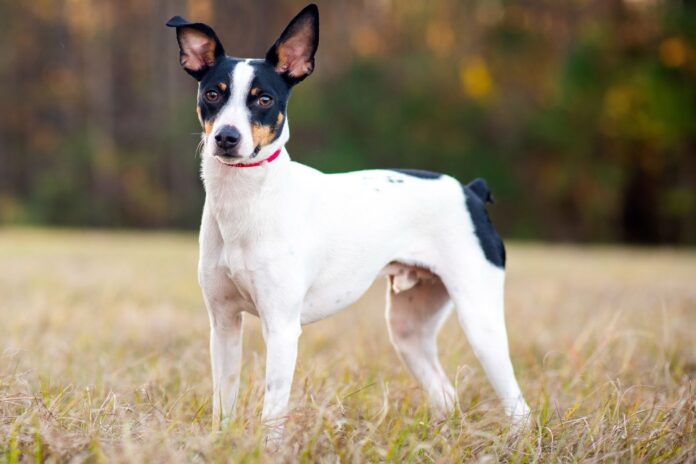 Squirrel Hunting Dogs: 10 Most Popular Breeds - Dogsaholic
