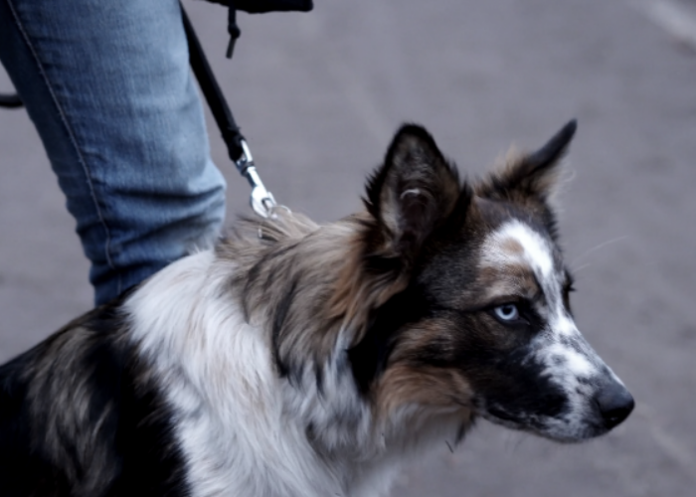 Off Leash Dog Training - Best Techniques to Apply