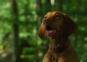 15 Best Dogs for Single Men - What Makes a Good Dog for a Single Life?