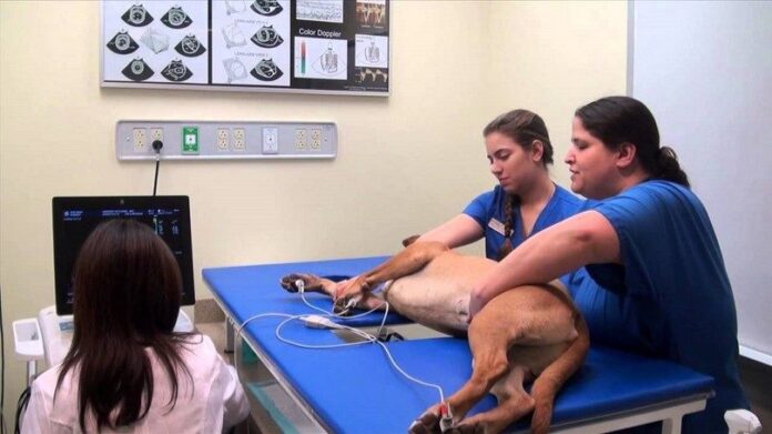 Enlarged Heart in Dogs: Dilated Cardiomyopathy Explained