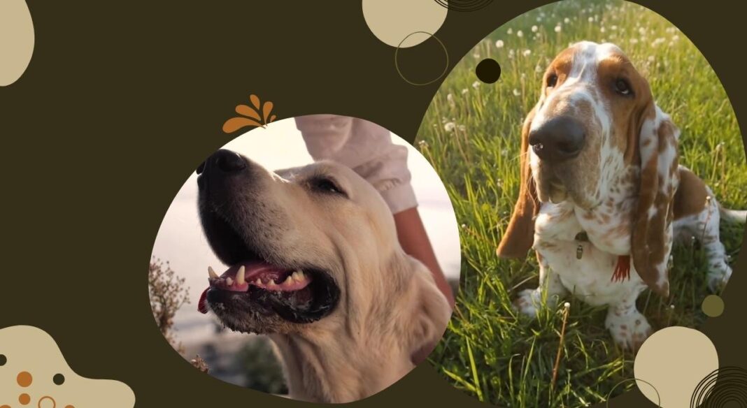 Big Dog Breeds vs. Small Dog Breeds: Which Is Right for You?