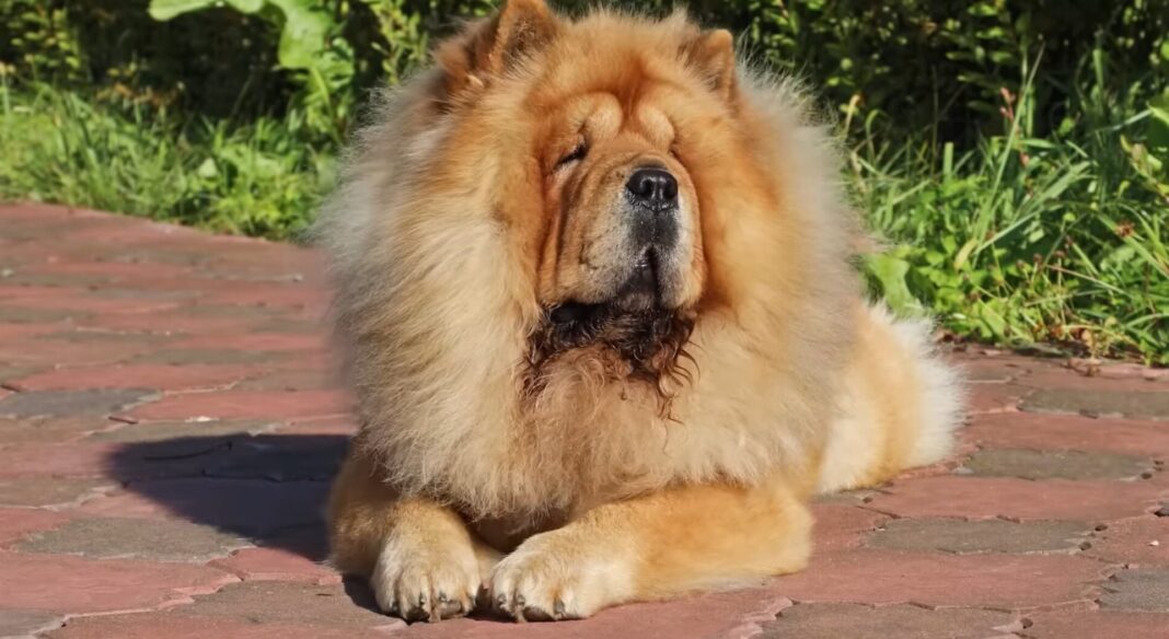 Big Dog Breeds vs. Small Dog Breeds: Which Is Right for You?