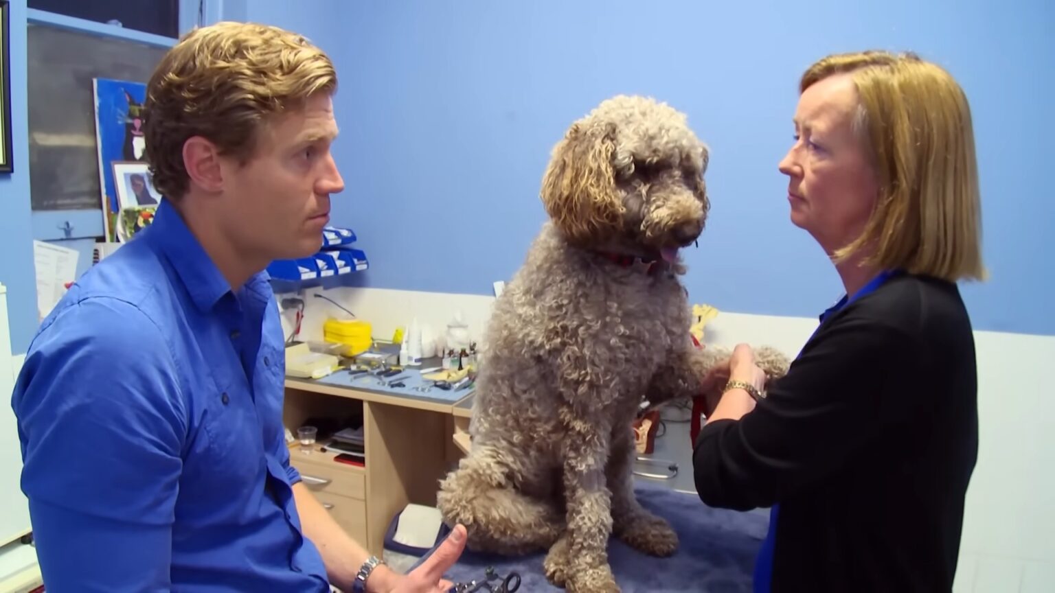 Finding the Perfect Vet Practice: A Comprehensive Guide - Dogsaholic