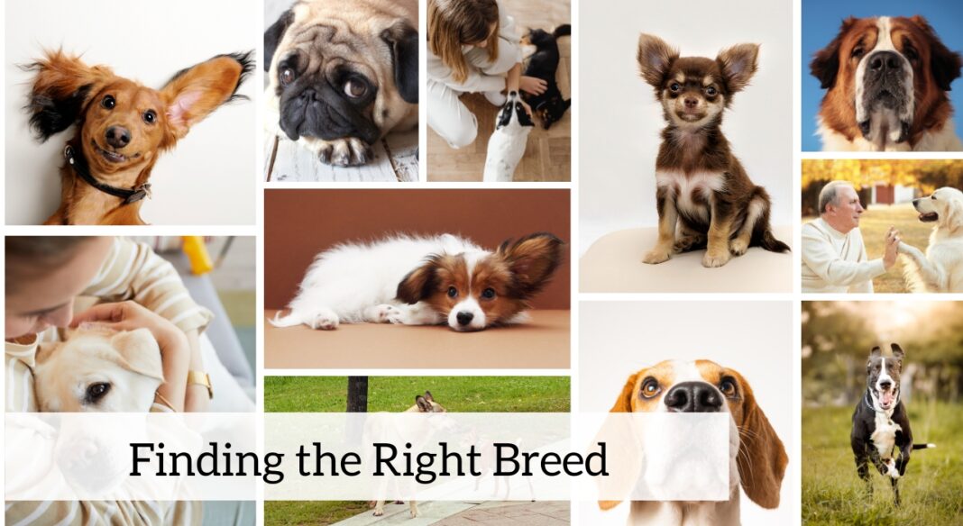 Big Dog Breeds vs. Small Dog Breeds: Which Is Right for You?