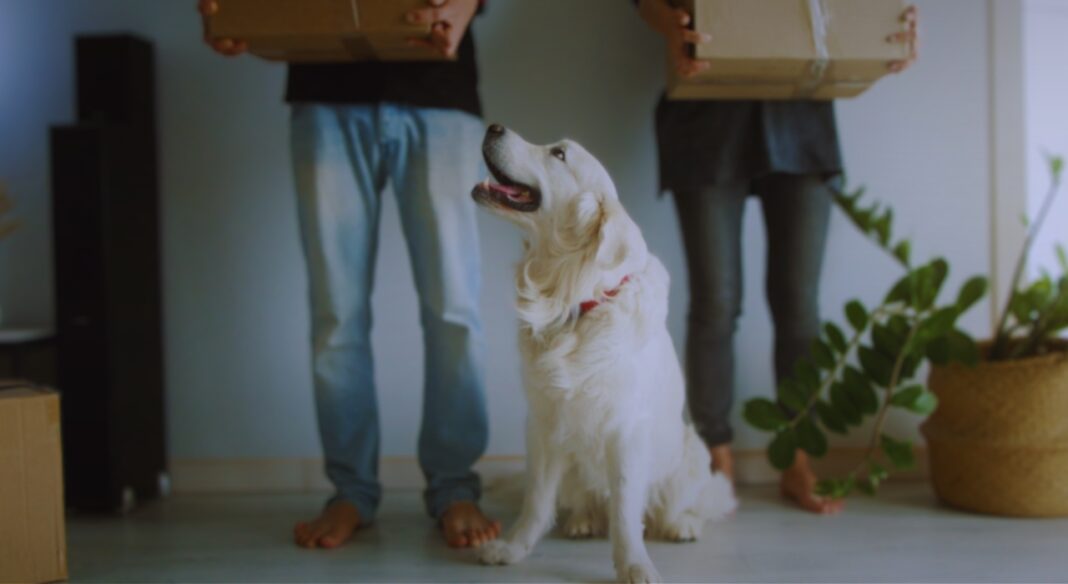 How to Move Pets Safely-Comprehensive Guide