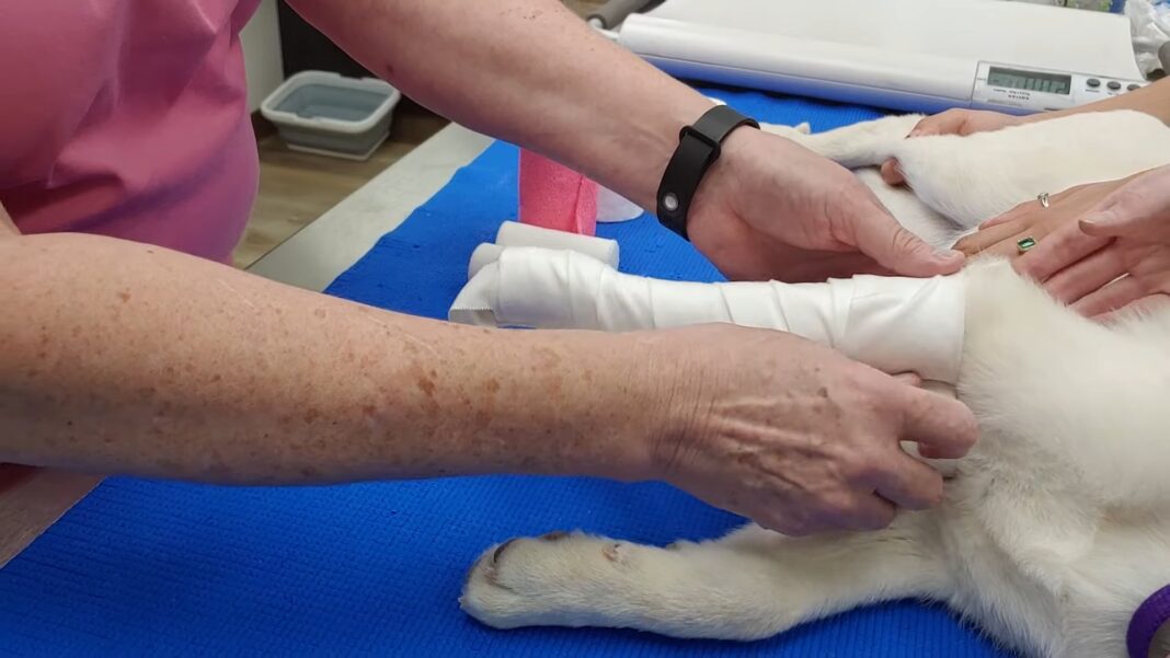 Pet Safety 101: How to Perform CPR and First Aid for Your Beloved Companion