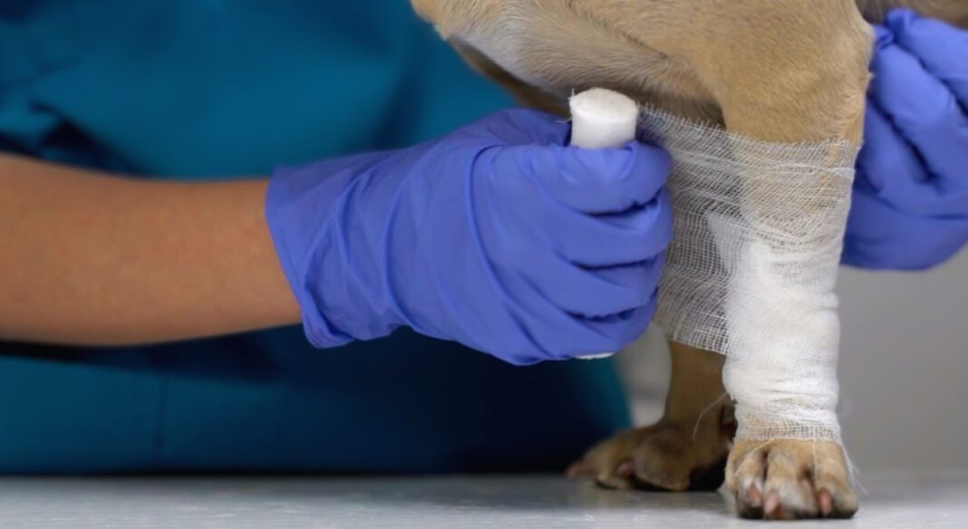 Pet Safety 101: How to Perform CPR and First Aid for Your Beloved Companion