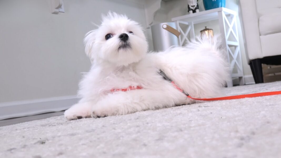 Raising A Small Dog Breed: What Every Pet Parent Should Know - Dogsaholic