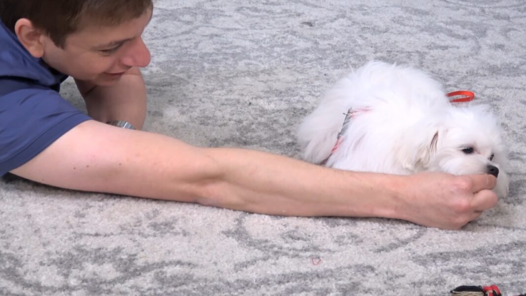 Raising A Small Dog Breed: What Every Pet Parent Should Know - Dogsaholic