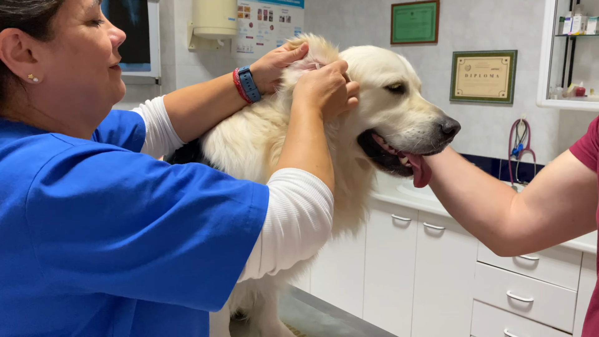 Maximizing Dog Health: The Strategic Use of Relief Veterinary Experts ...