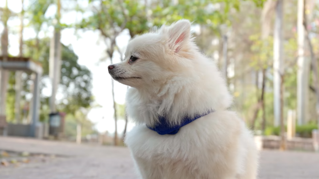 Raising A Small Dog Breed: What Every Pet Parent Should Know - Dogsaholic