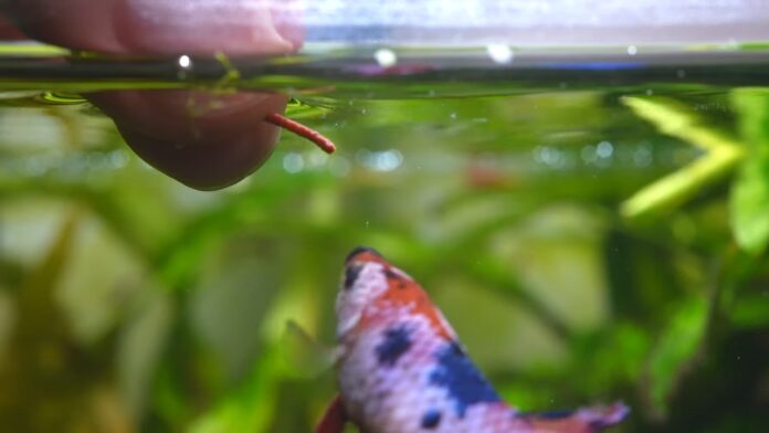 The Exquisite World of Plakat Betta: A Guide to Understanding this ...