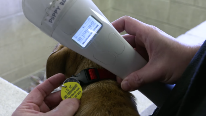 The Ultimate Guide to Microchip Technology for Pet Safety: How It Works and Why It Matters ...