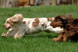 Cocker Spaniel vs Springer Spaniel ─ Key Differences Explained - Dogsaholic