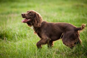 Cocker Spaniel vs Springer Spaniel ─ Key Differences Explained - Dogsaholic