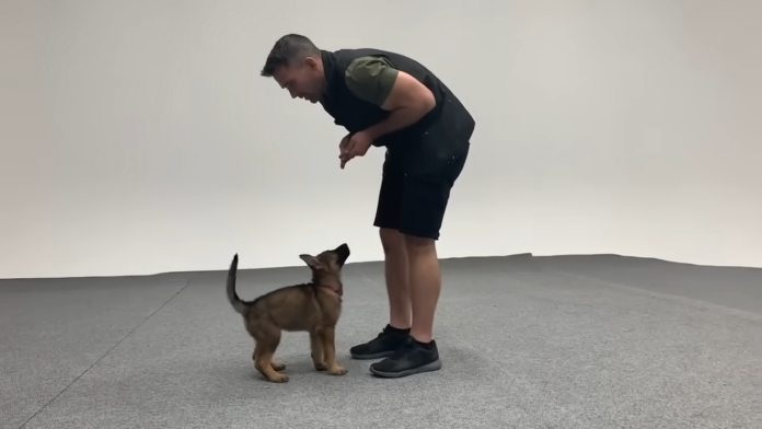 The Golden Rules of Dog Training - What Every Owner Should Know ...