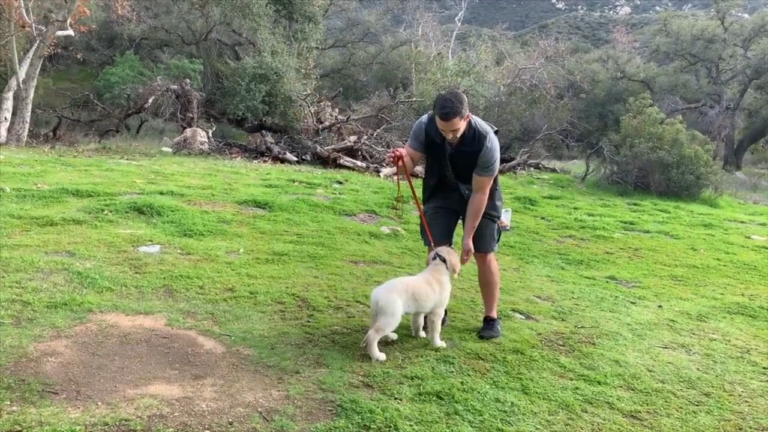 The Golden Rules of Dog Training - What Every Owner Should Know - Dogsaholic