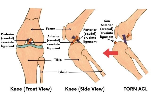 Understanding Canine Cruciate Ligament Injuries ─ Causes, Symptoms, and Treatment - Dogsaholic