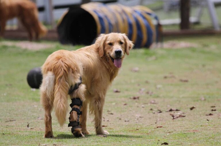 Understanding Canine Cruciate Ligament Injuries ─ Causes, Symptoms, and Treatment - Dogsaholic