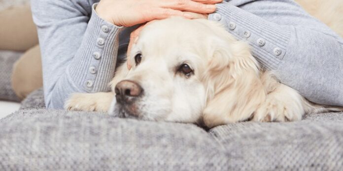 How to Give an Aging Dog the Best Life Possible - Dogsaholic